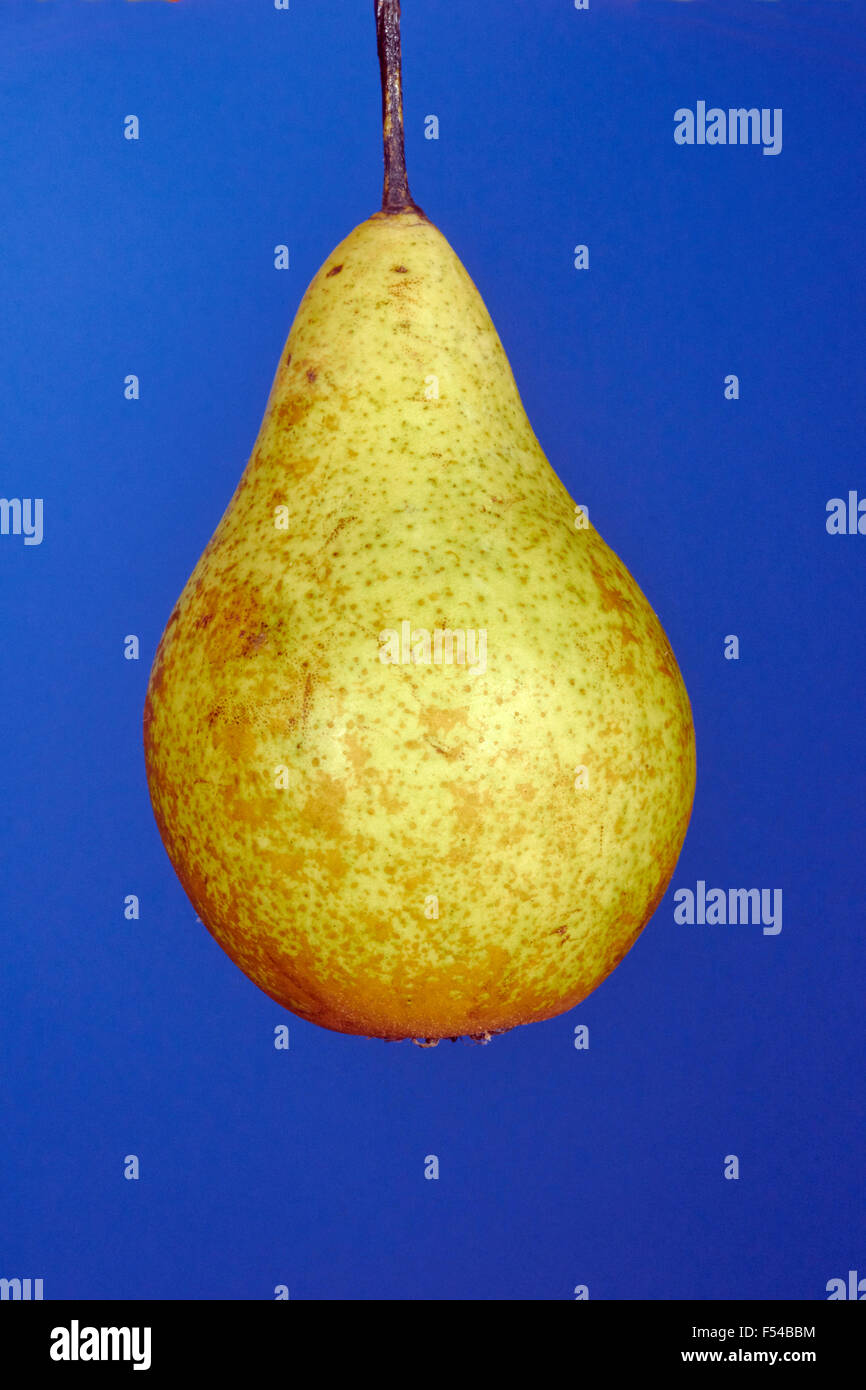 Big pear hi-res stock photography and images - Alamy