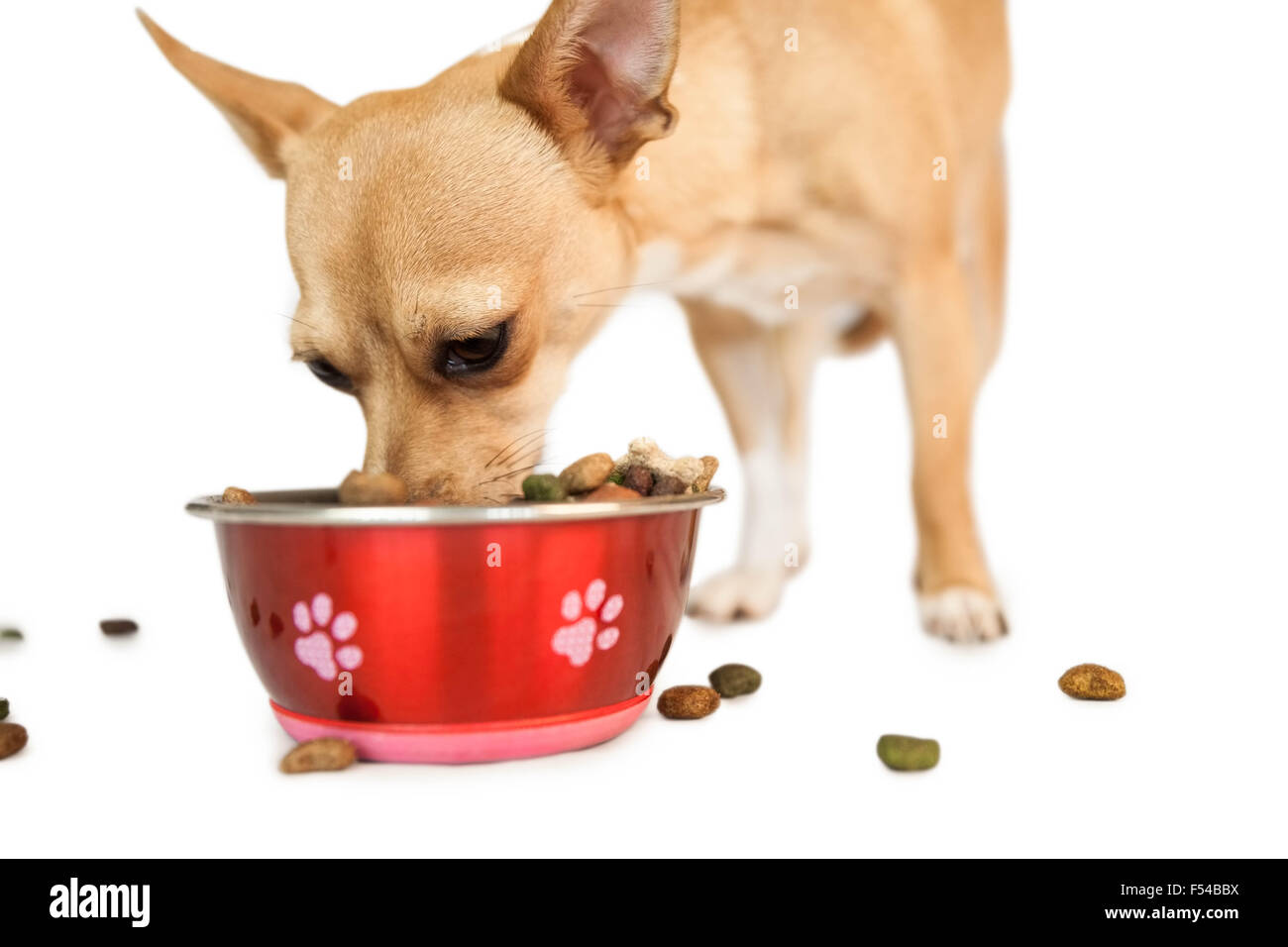 Dog eating out bowl hi-res stock photography and images - Alamy