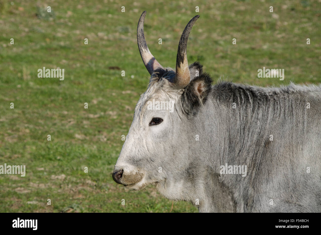 Maremma cattle hi-res stock photography and images - Alamy