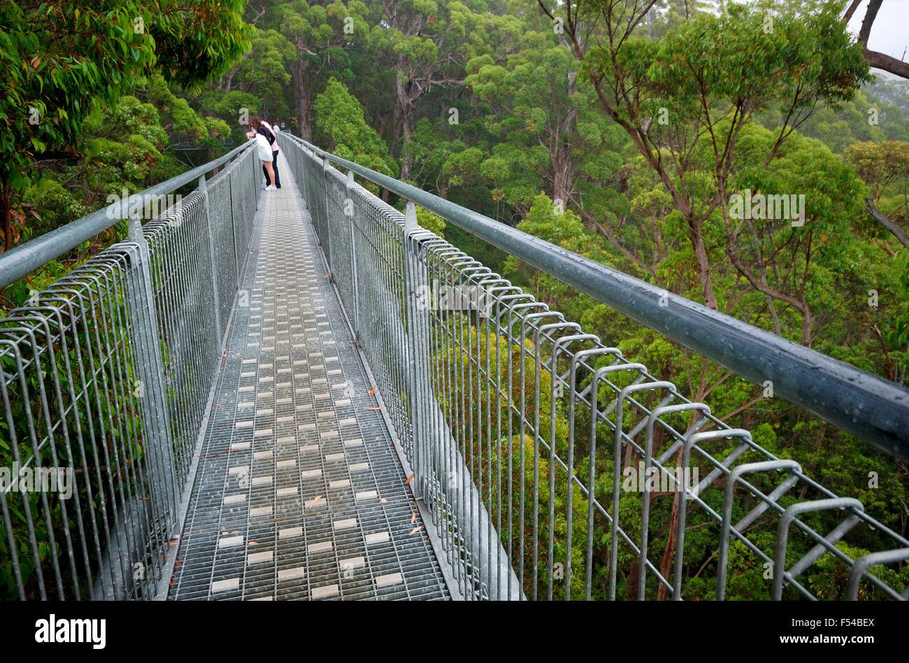 Treetop walk path Stock Photo - Alamy