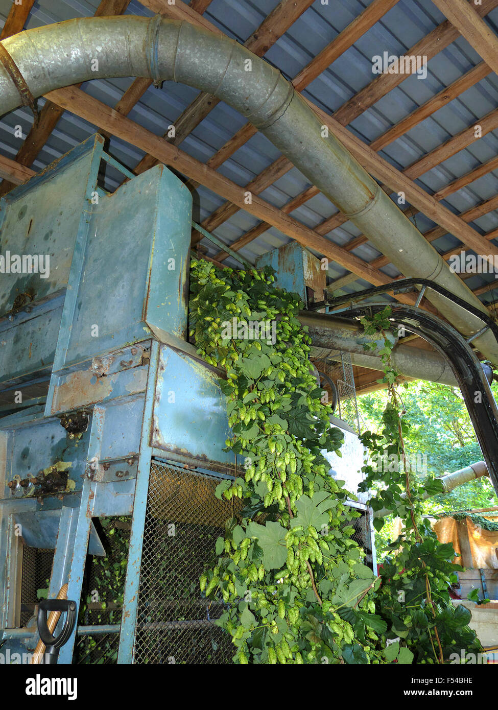 Germany ripe Hops flower soting machine. Germany is the world biggest ...