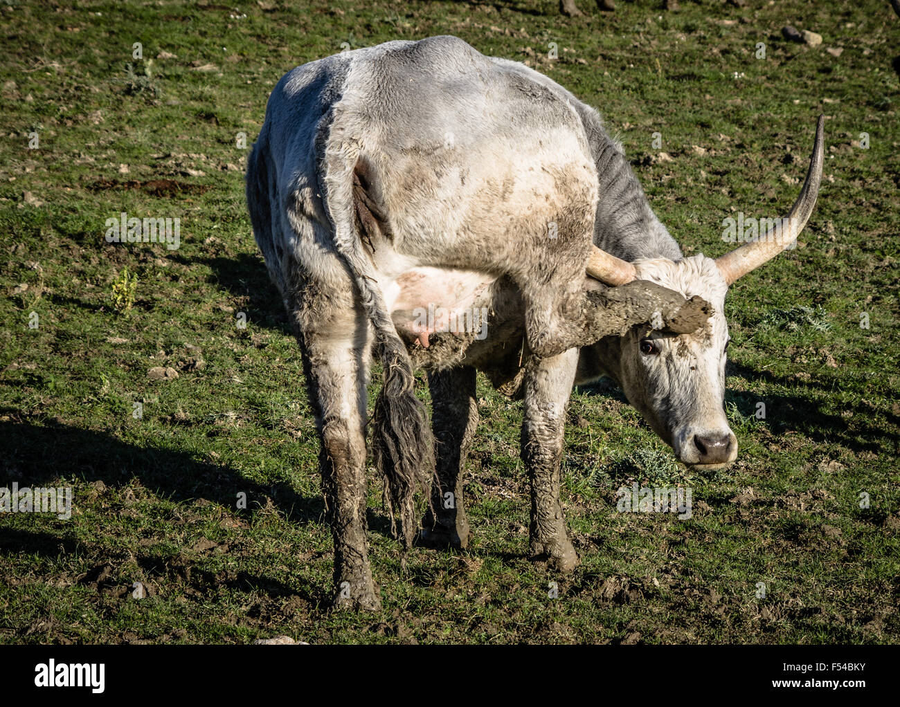 Cows of Maremmana race while grazing over a green prairie Stock Photo ...