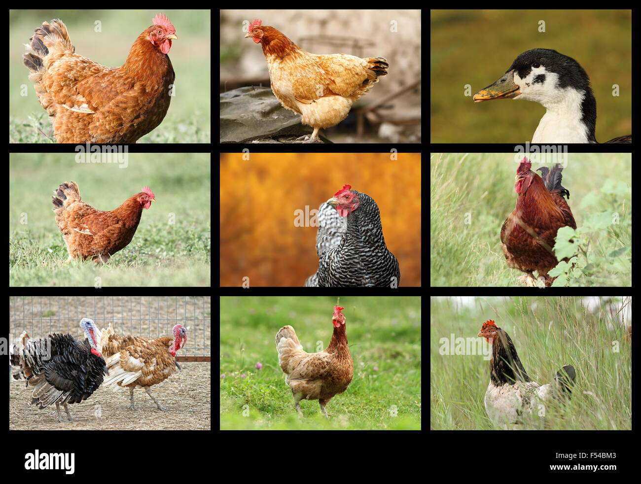 farm birds collection in one single image Stock Photo - Alamy