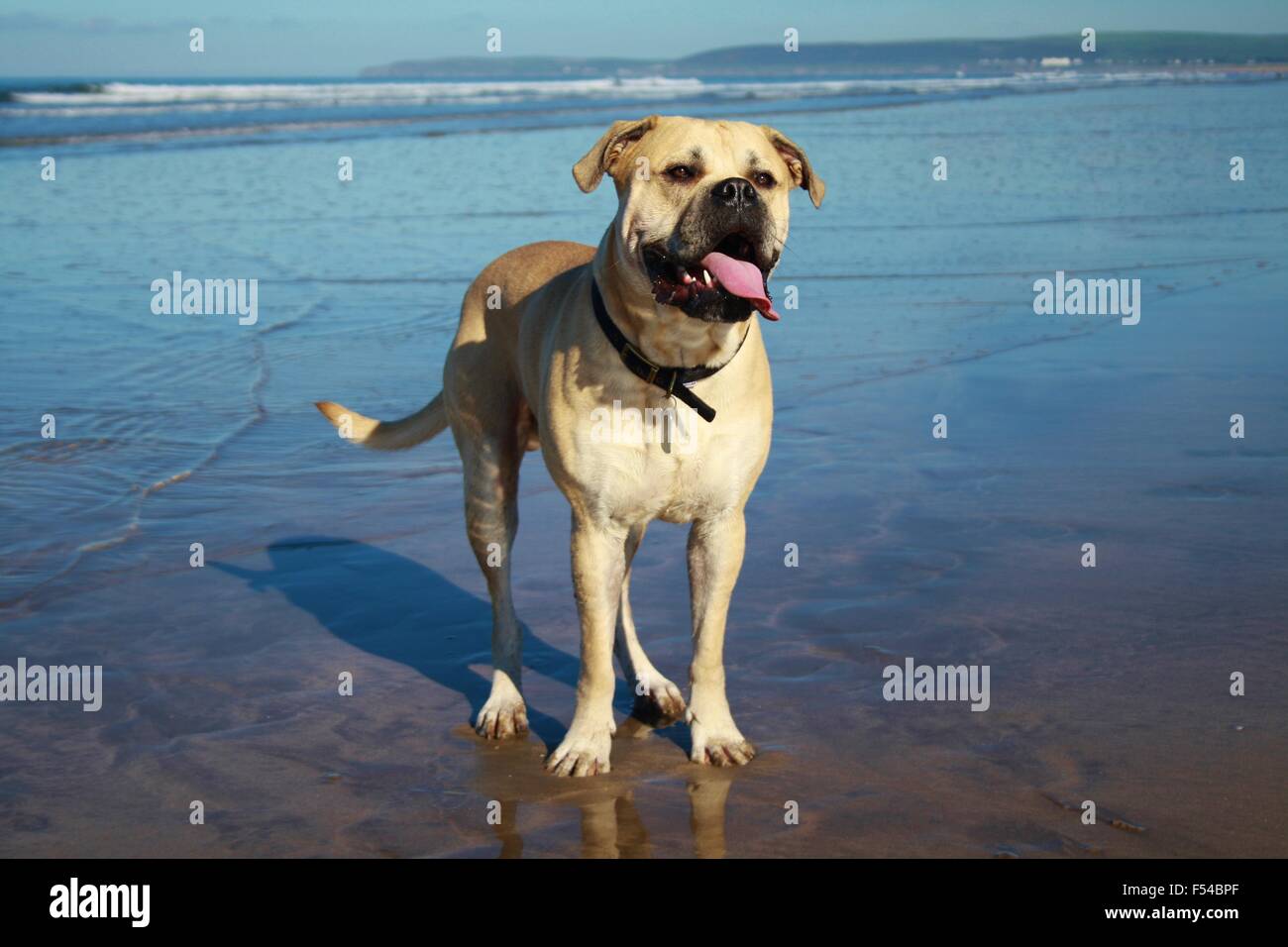 Bullmastiff male at westwood ho seaside hi-res stock photography and ...