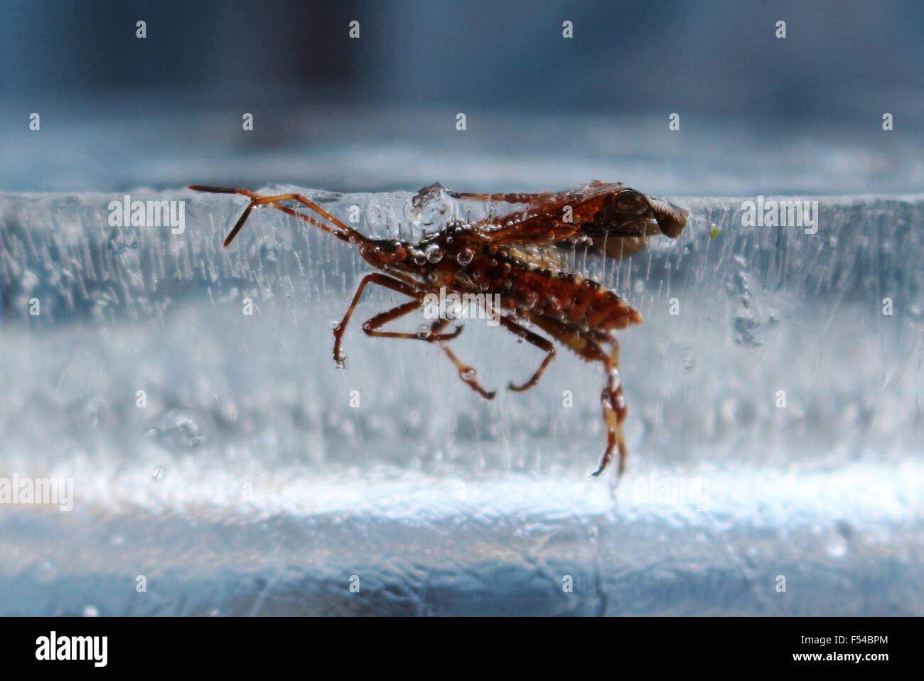 insect trapped in ice Stock Photo - Alamy