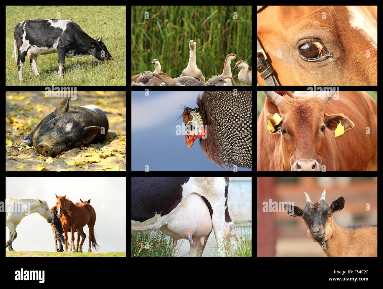 details with farm animals, collection ready for your design Stock Photo ...