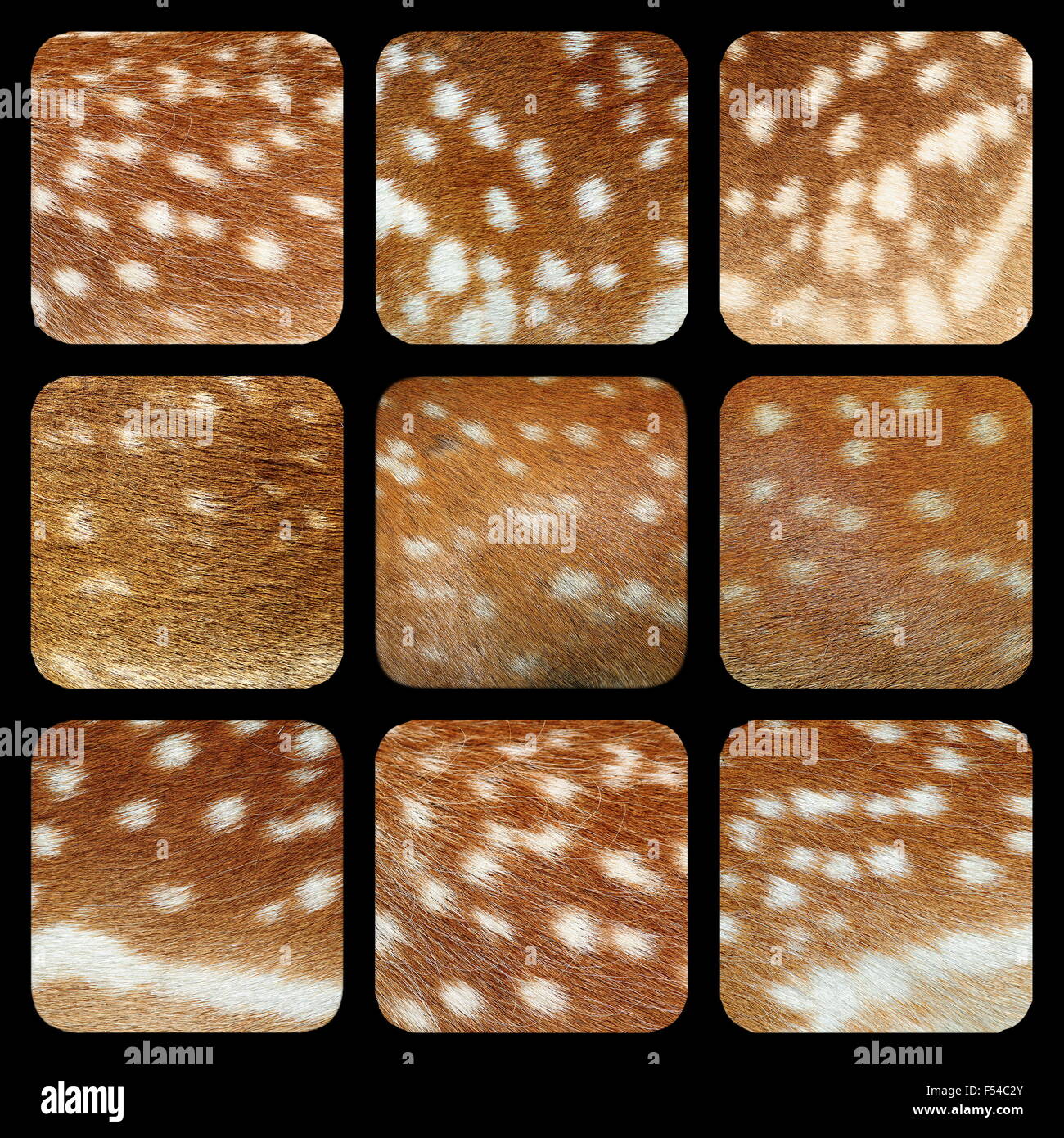 Real bambi hi-res stock photography and images - Alamy