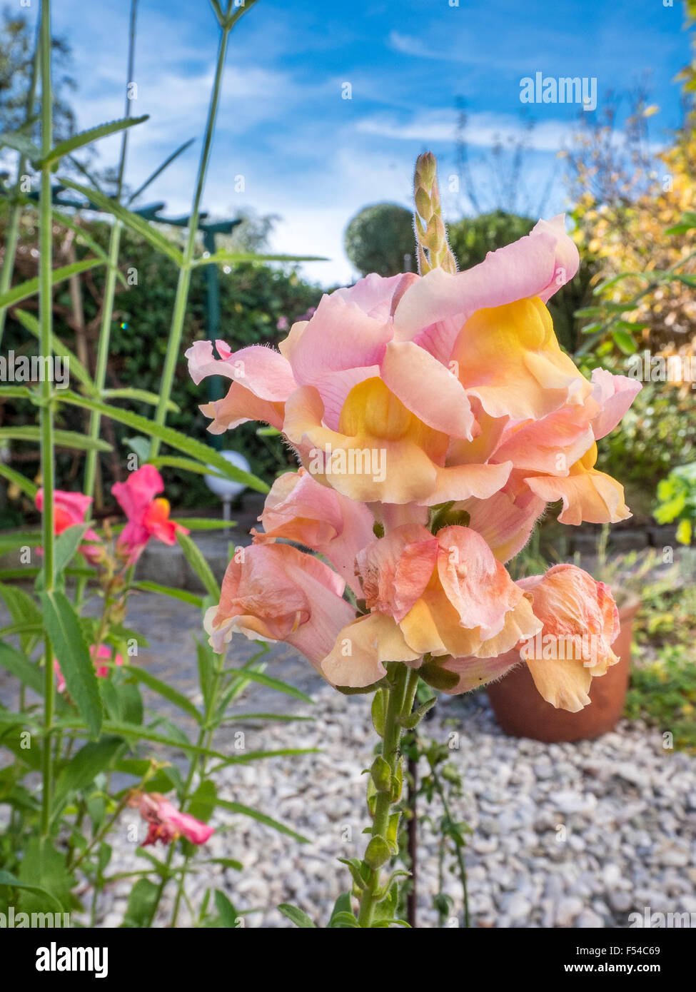 Slowly blooming hi-res stock photography and images - Alamy