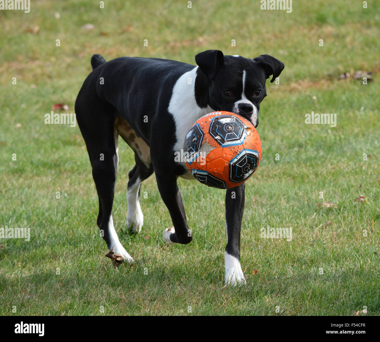 Boxer dog goalie Stock Photo - Alamy