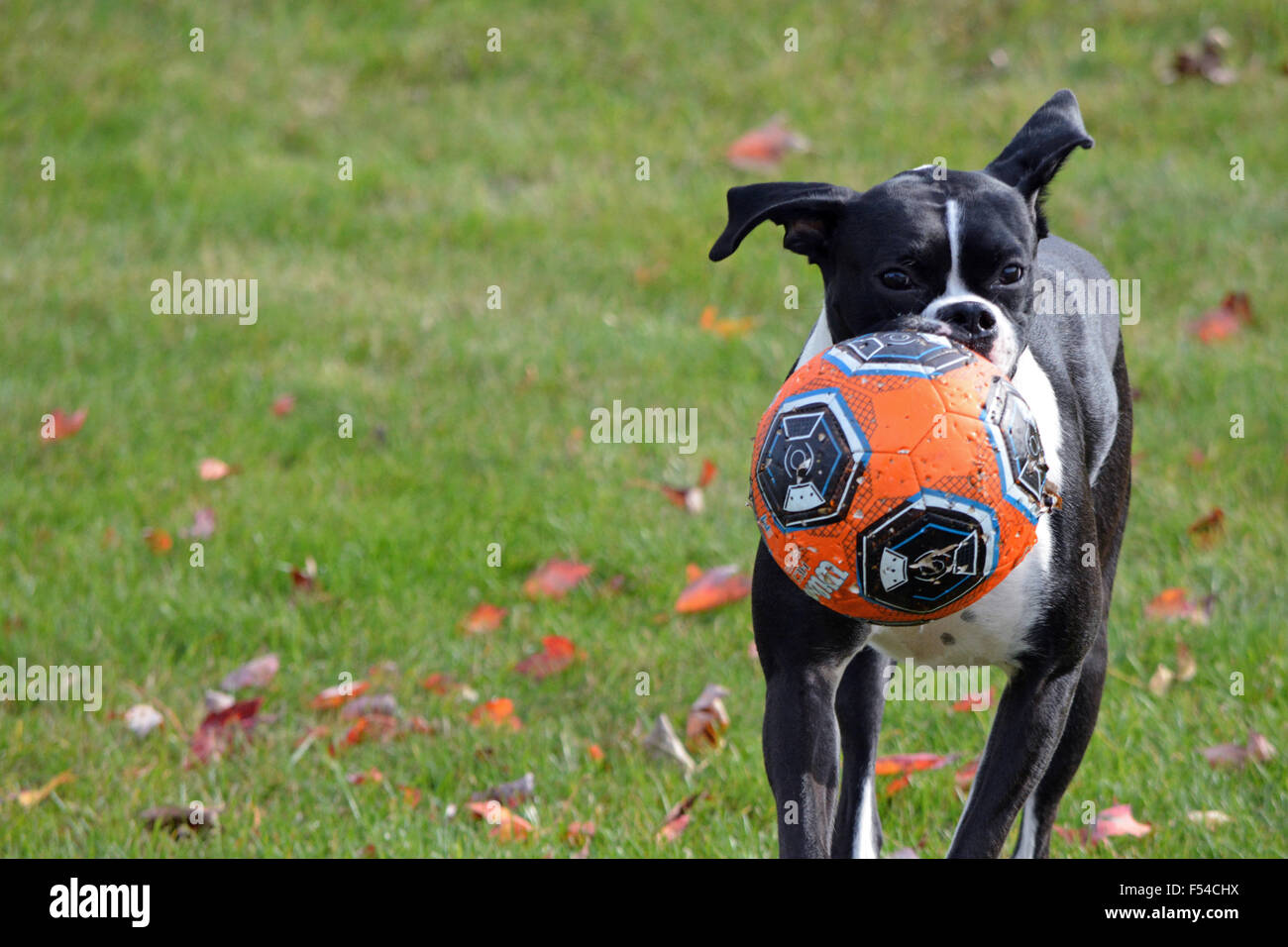 Dog playing football hi-res stock photography and images - Alamy
