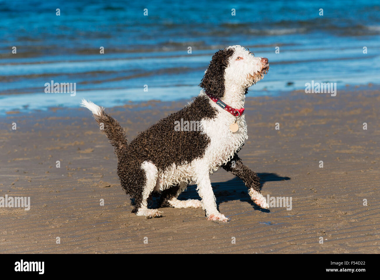 Spanish water spaniel hi-res stock photography and images - Alamy