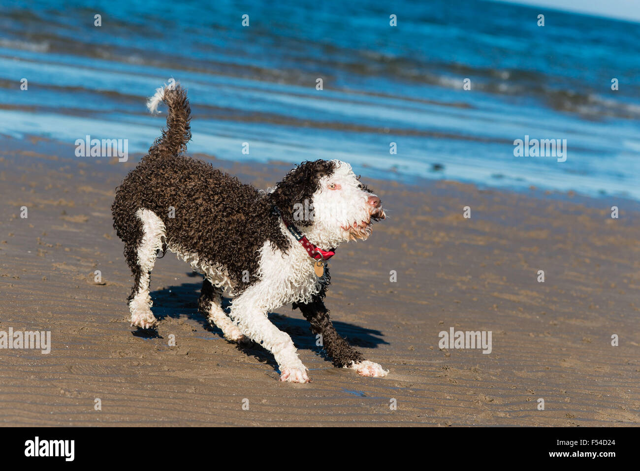 Spanish water spaniel hi-res stock photography and images - Alamy