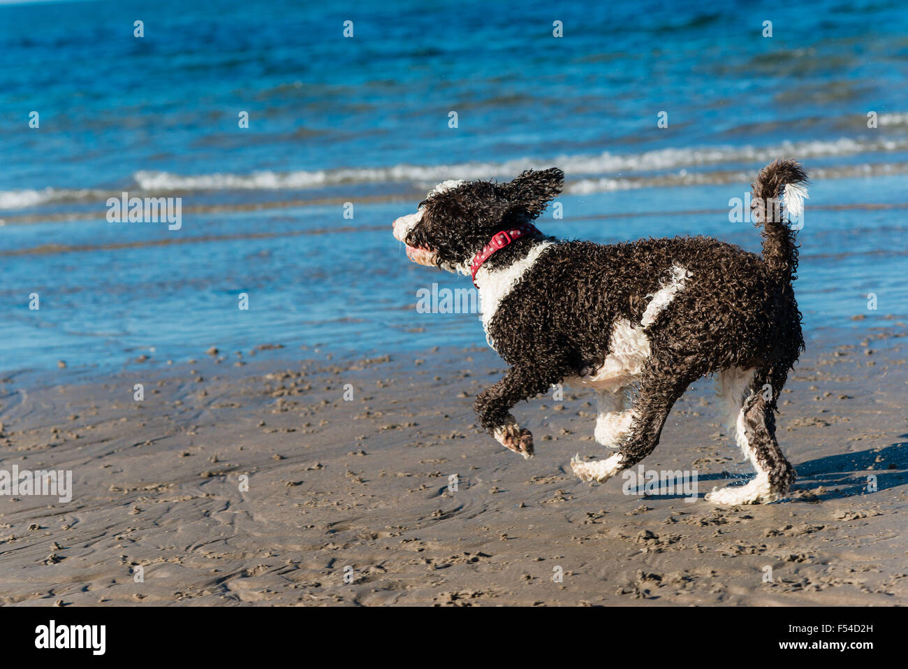 Spanish Water Spaniel High Resolution Stock Photography and Images - Alamy