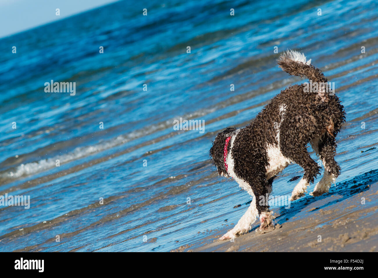 Spanish Water Spaniel High Resolution Stock Photography and Images - Alamy