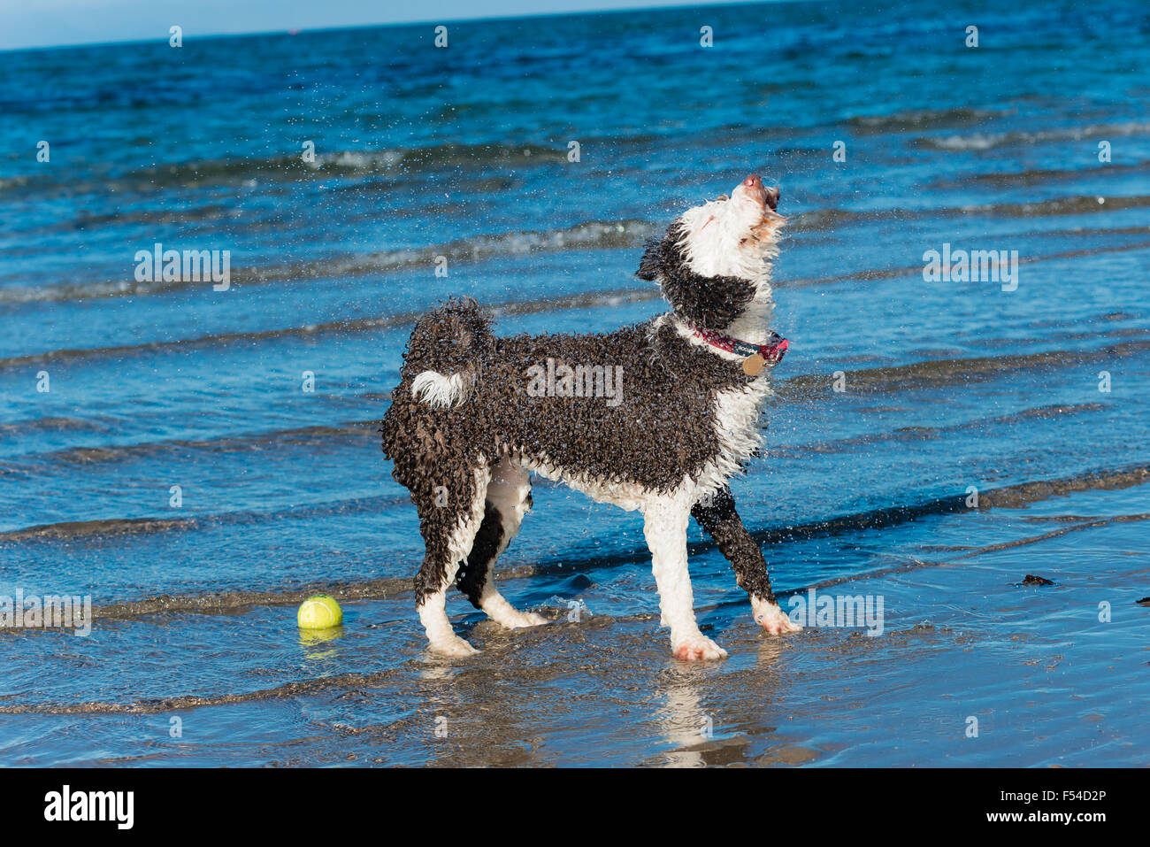 Spanish water spaniel hi-res stock photography and images - Alamy
