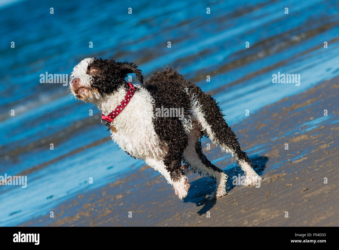 Spanish water spaniel hi-res stock photography and images - Alamy