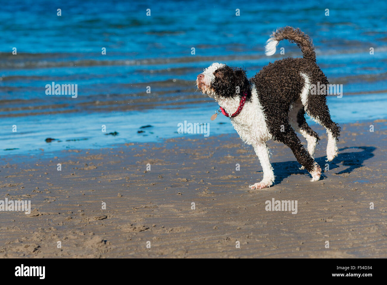Spanish water spaniel hi-res stock photography and images - Alamy