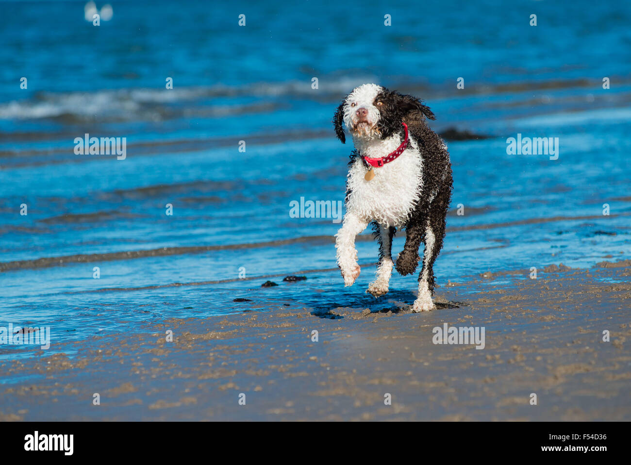 Spanish Water Spaniel High Resolution Stock Photography and Images - Alamy