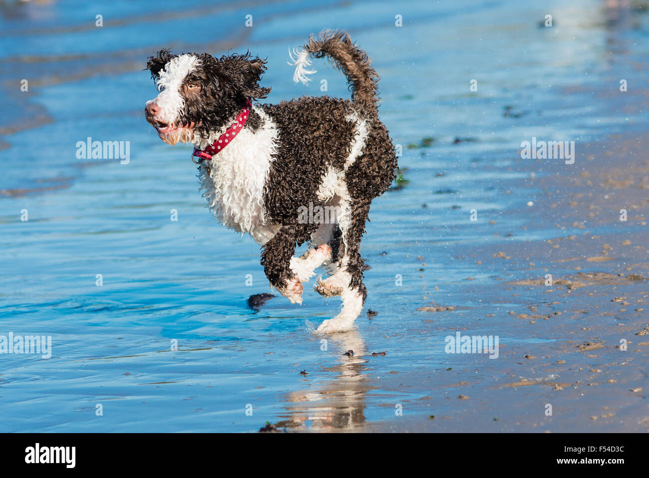 Spanish water spaniel hi-res stock photography and images - Alamy