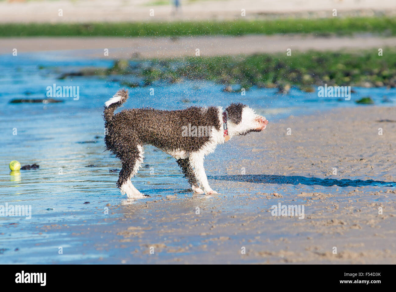 Spanish water spaniel hi-res stock photography and images - Alamy