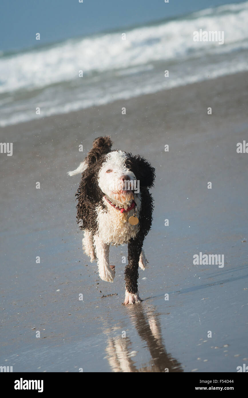 Spanish Water Spaniel High Resolution Stock Photography and Images - Alamy