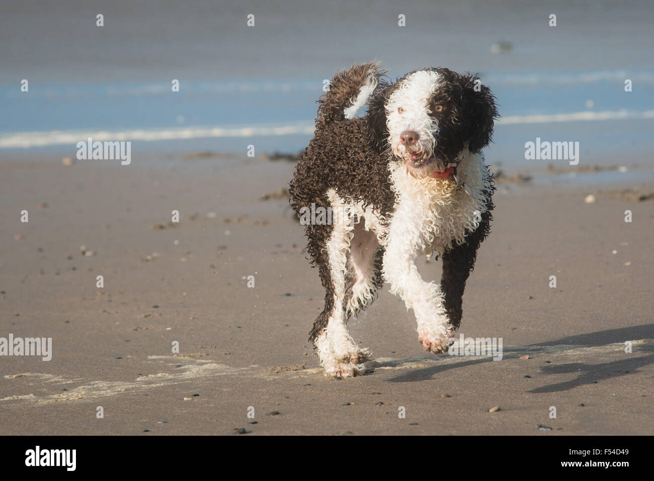 Spanish water spaniel hi-res stock photography and images - Alamy