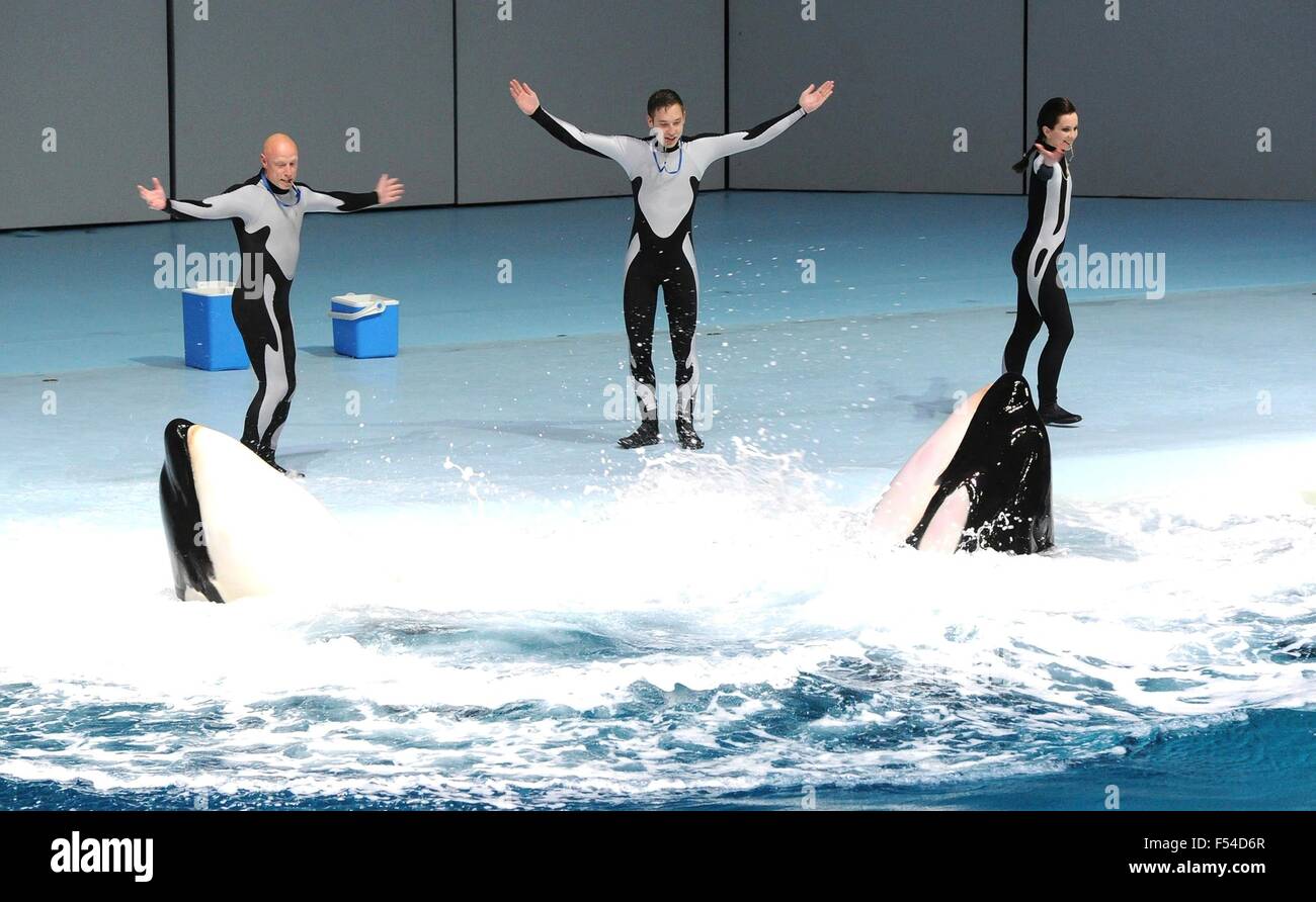 Trainers perform with a killer whales during the water show at the ...