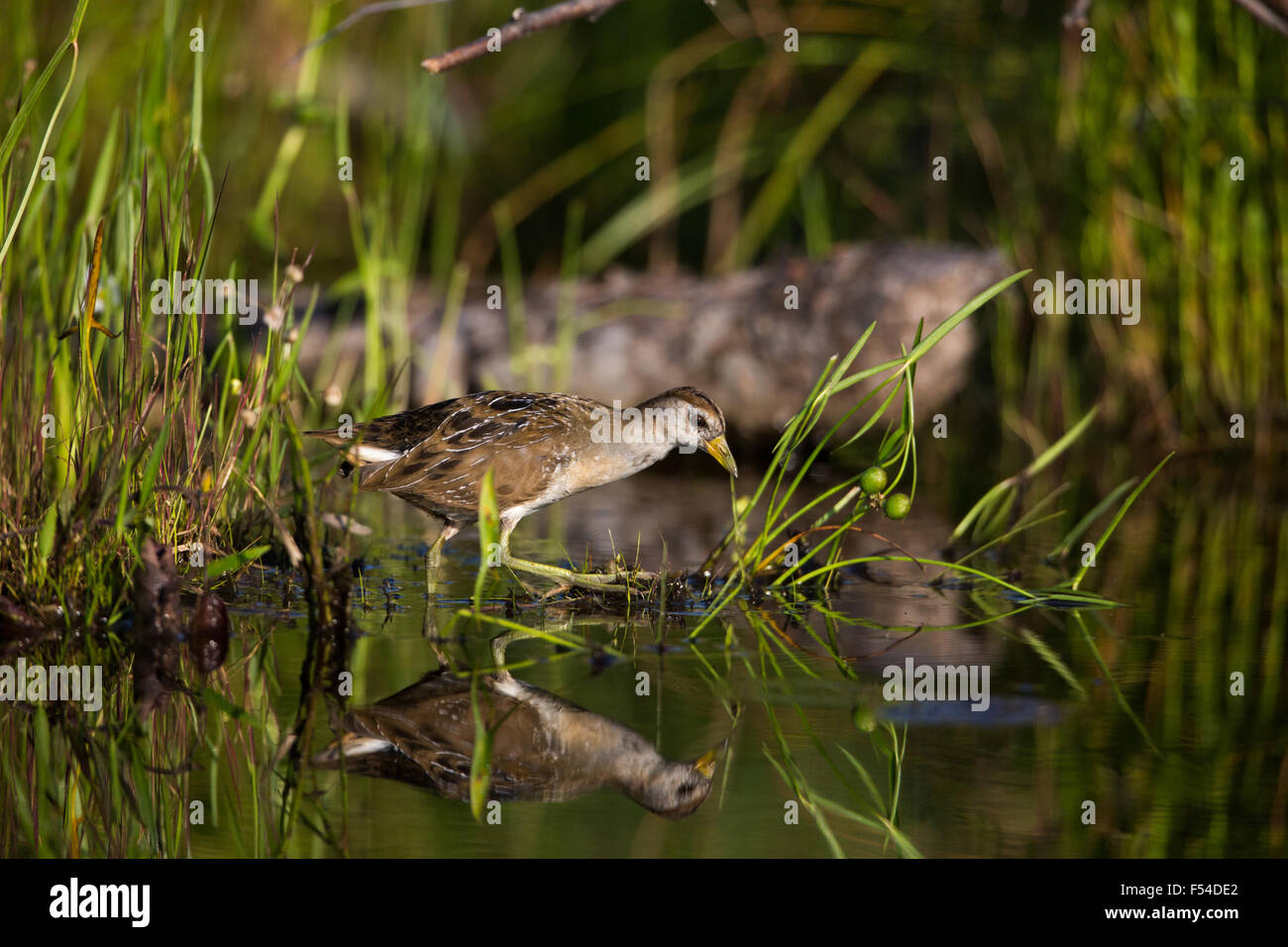 Sora crake hi-res stock photography and images - Alamy