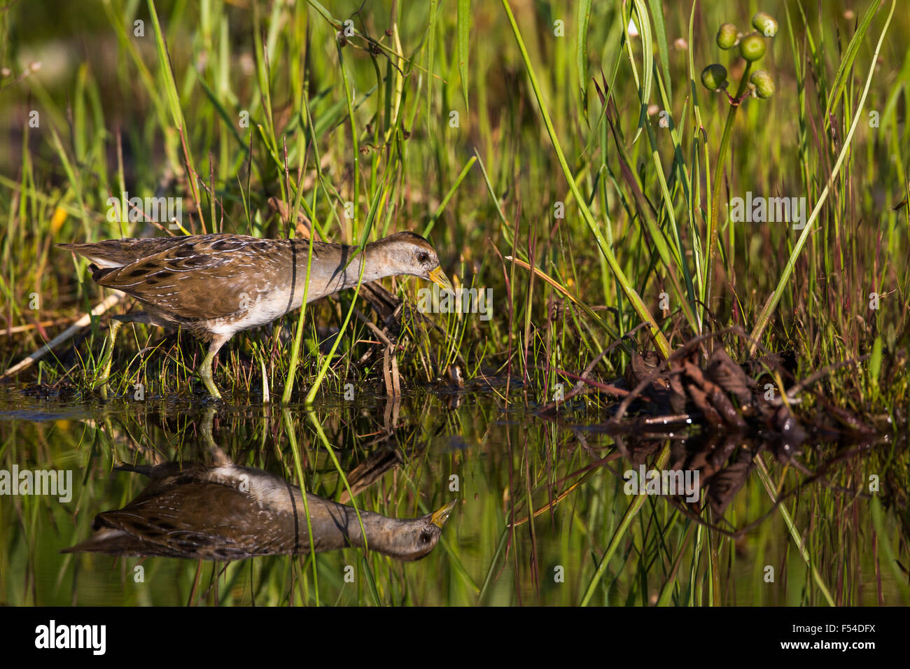 Sora crake hi-res stock photography and images - Alamy