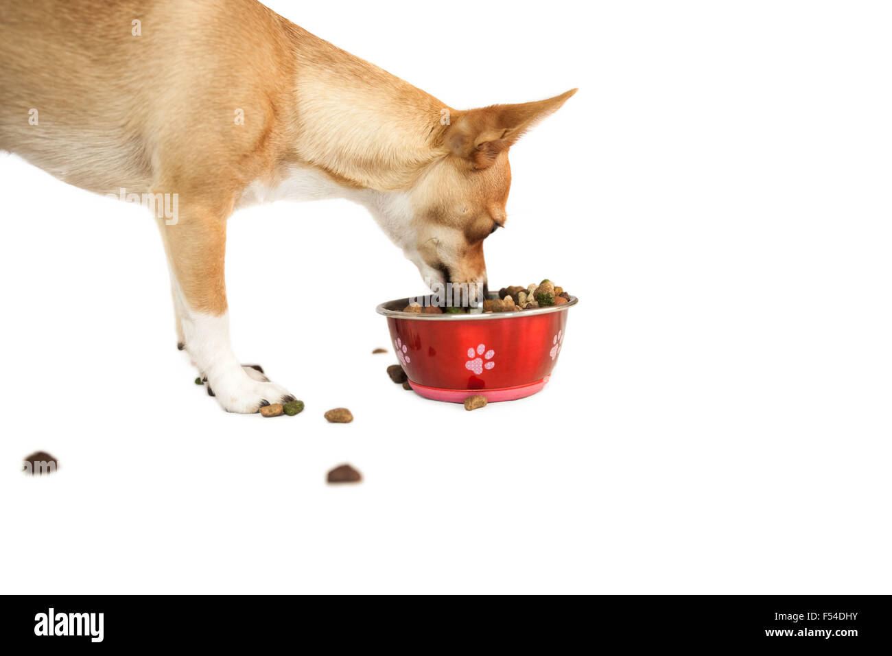 Cute dog eating from bowl Stock Photo - Alamy