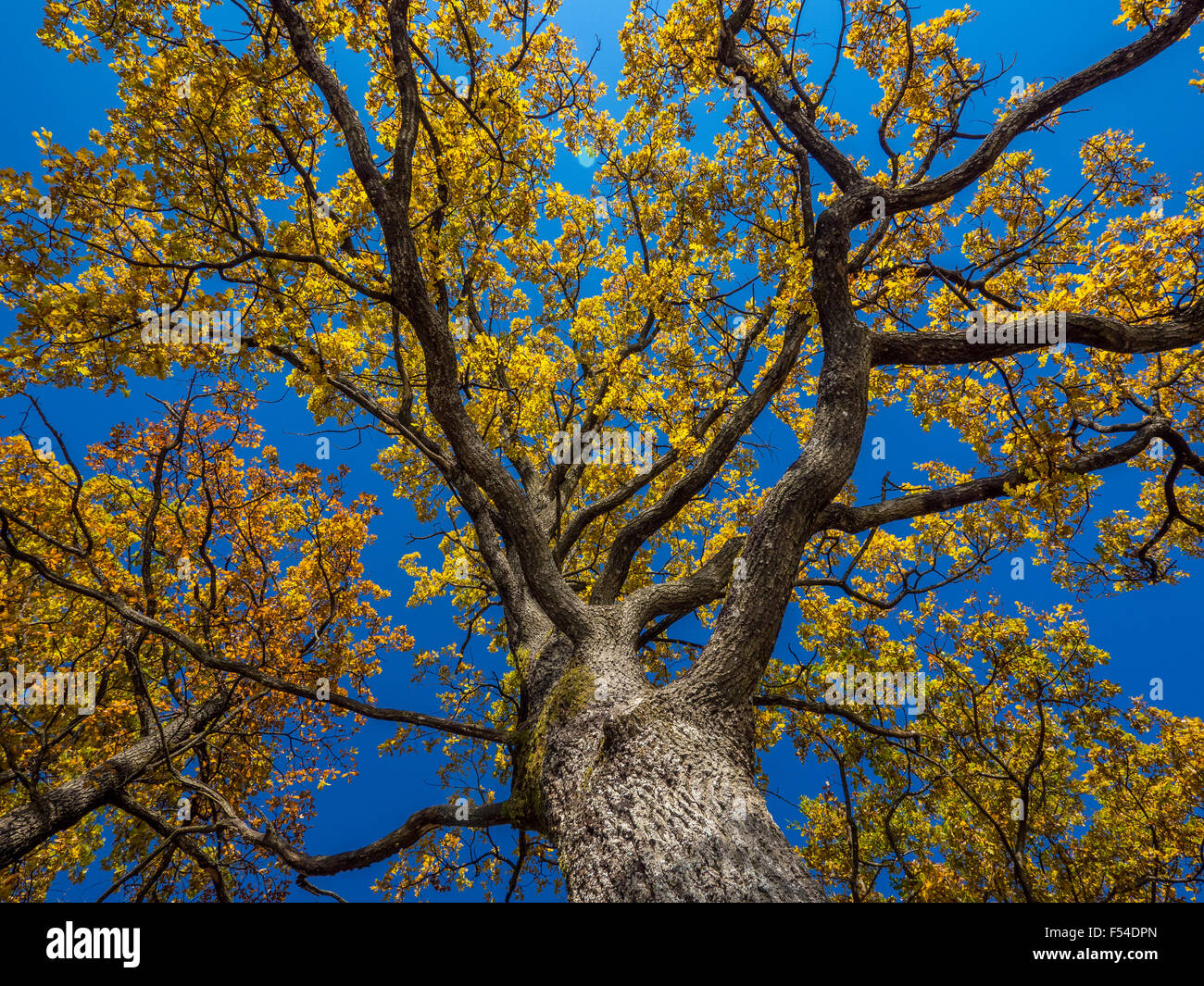 Single oak tree in autumn Stock Photo - Alamy
