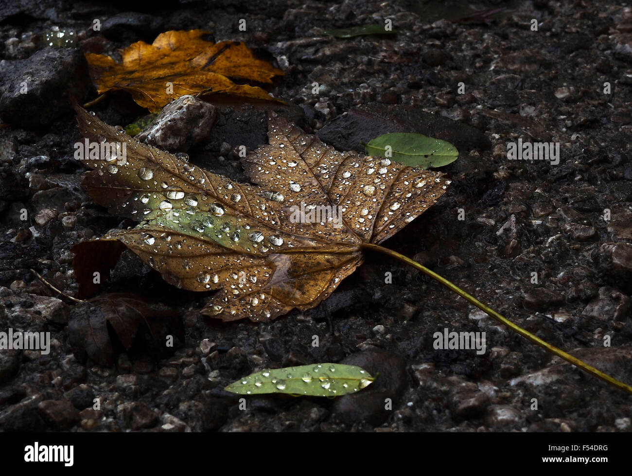 Rain wet fall tree hi-res stock photography and images - Alamy