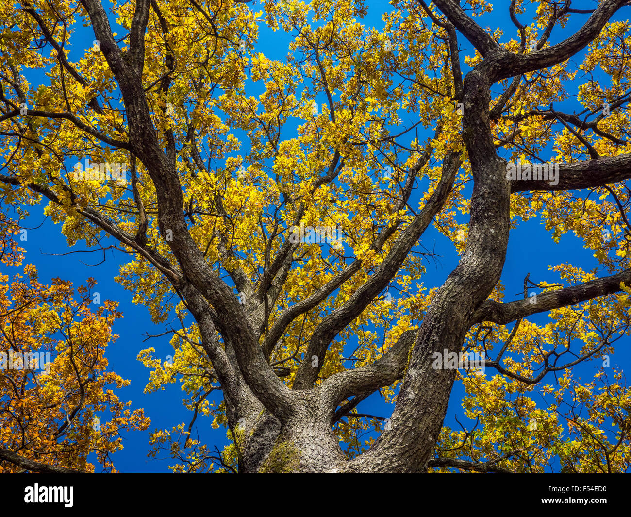 Single oak tree in autumn Stock Photo - Alamy