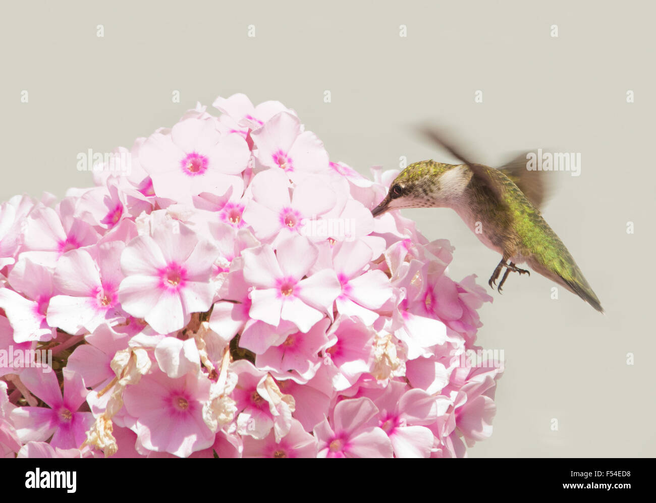 Juvenile male Hummingbird feeding on pink Phlox blooms with gray ...