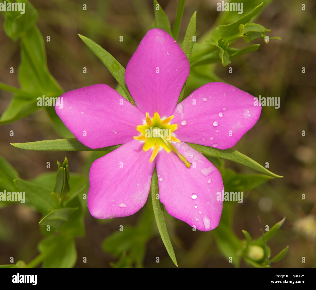 Sabatia campestris, Meadow Pink, or Texas Star, blooming is summer ...