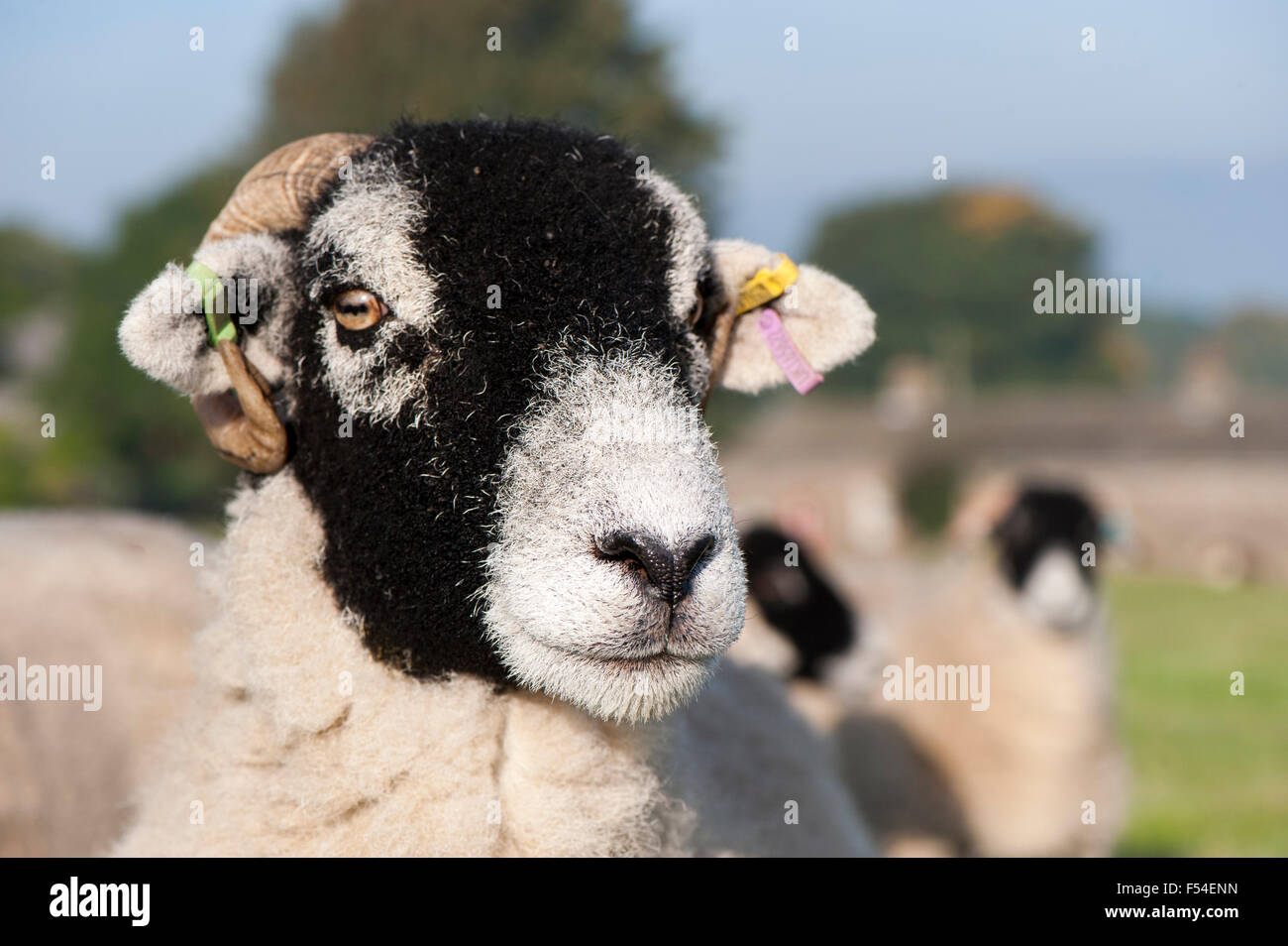 Swaledale ewe. Swaledale sheep are a horned upland breed orginating ...