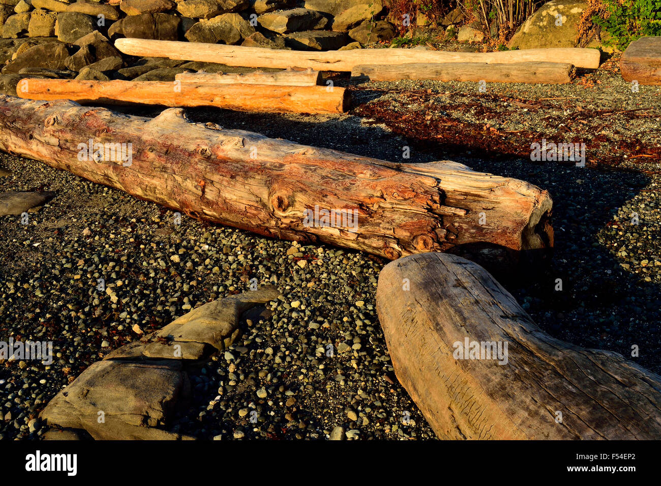 Shore driftwood beach hi-res stock photography and images - Alamy