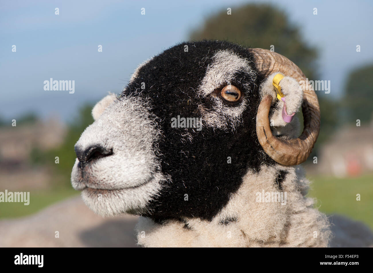 Swaledale ewe. Swaledale sheep are a horned upland breed orginating ...