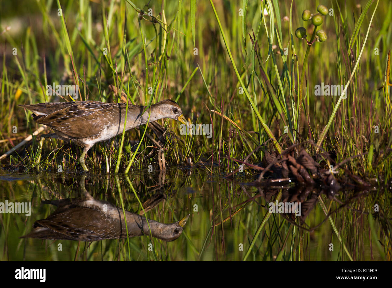 Sora rail foraging hi-res stock photography and images - Alamy