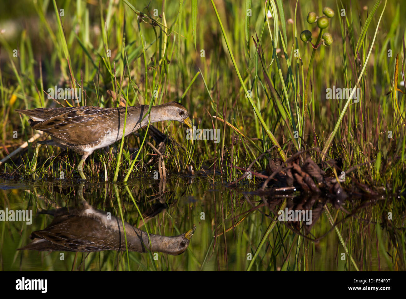 Sora rail foraging hi-res stock photography and images - Alamy
