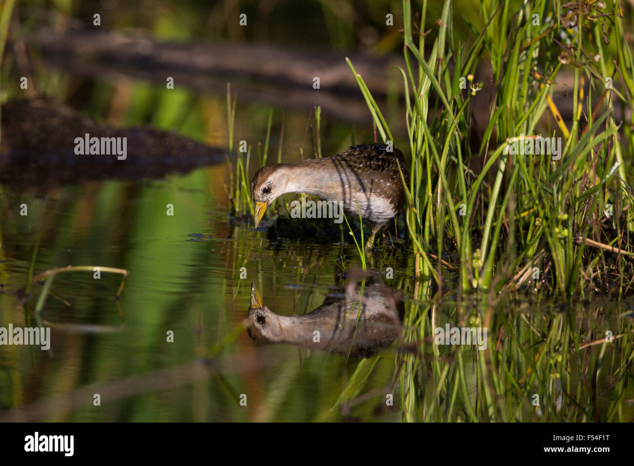 Sora crake hi-res stock photography and images - Alamy