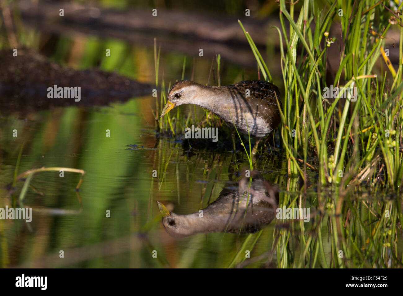 Sora crake hi-res stock photography and images - Alamy