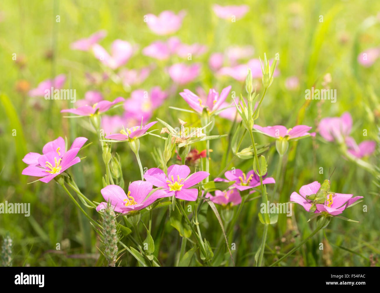 Sabatia campestris flower hi-res stock photography and images - Alamy