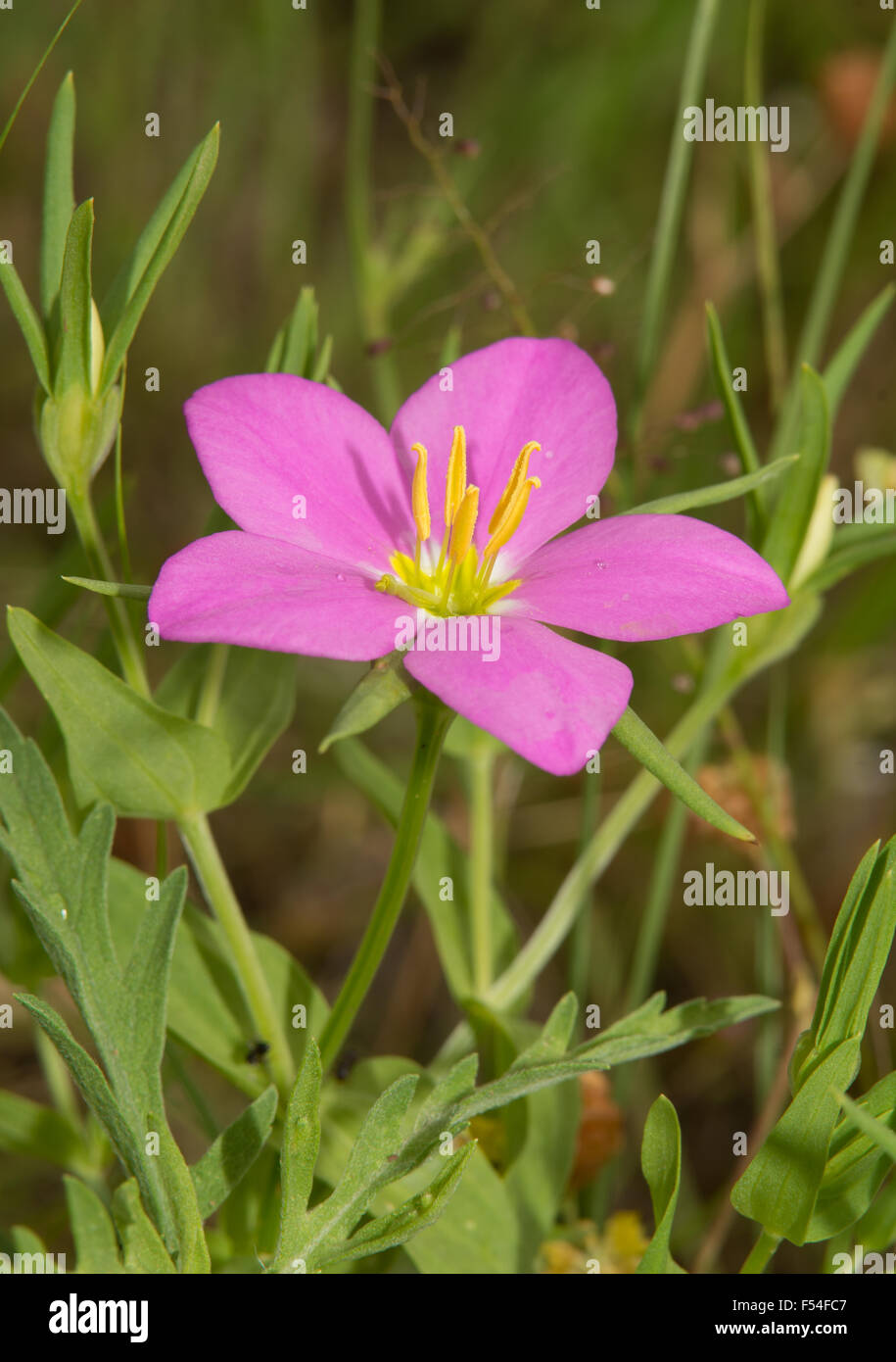 Sabatia campestris hi-res stock photography and images - Alamy