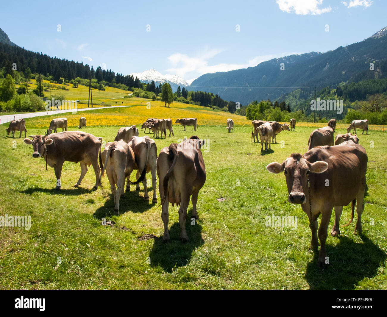 Switzerland cows hi-res stock photography and images - Alamy