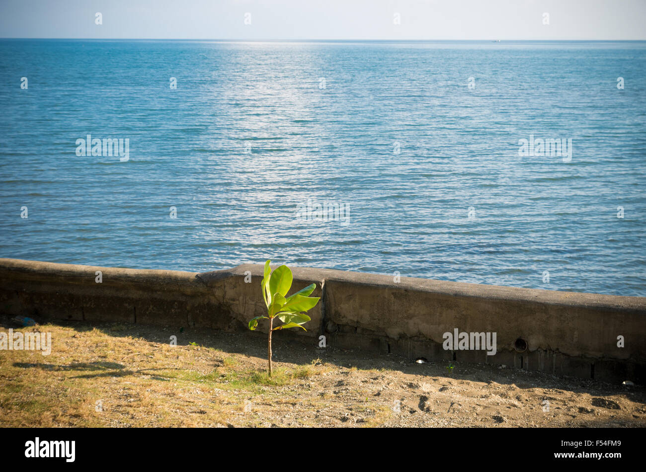 young tree on a tropical beach in the philippines Stock Photo - Alamy