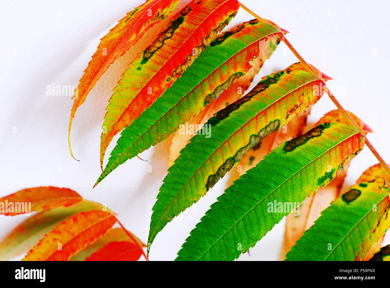Abstract of leaves hi-res stock photography and images - Alamy