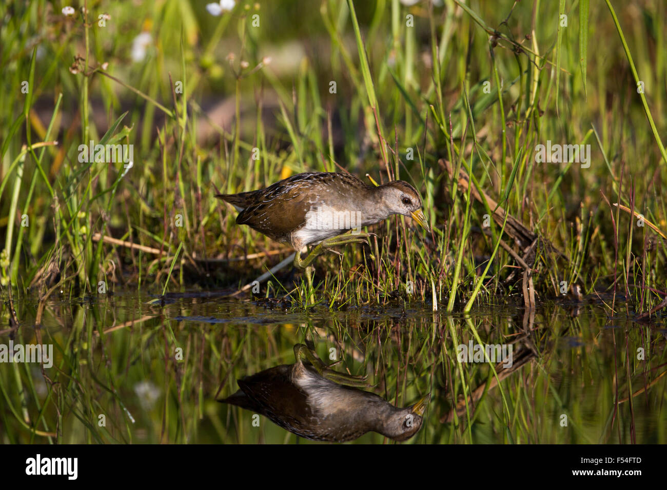 Sora rail foraging hi-res stock photography and images - Alamy