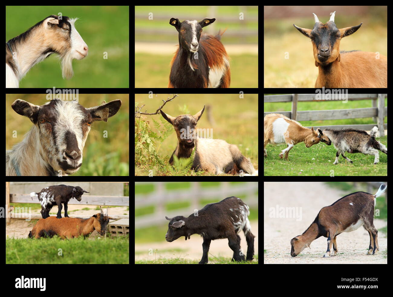 collection of images with goats from the bio farm Stock Photo - Alamy