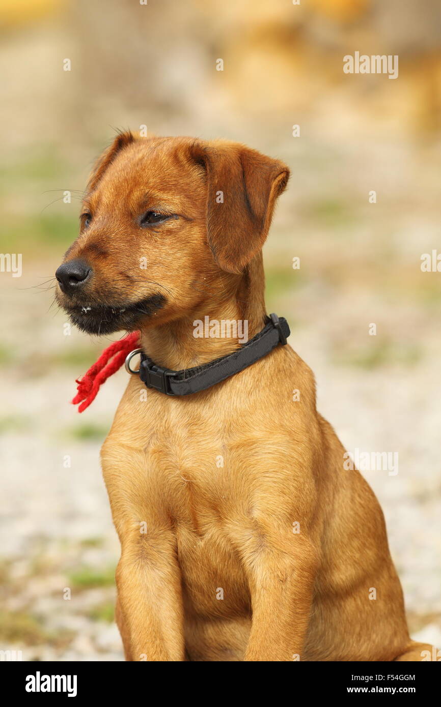 Why Does My Puppy Stand Over My Older Dog